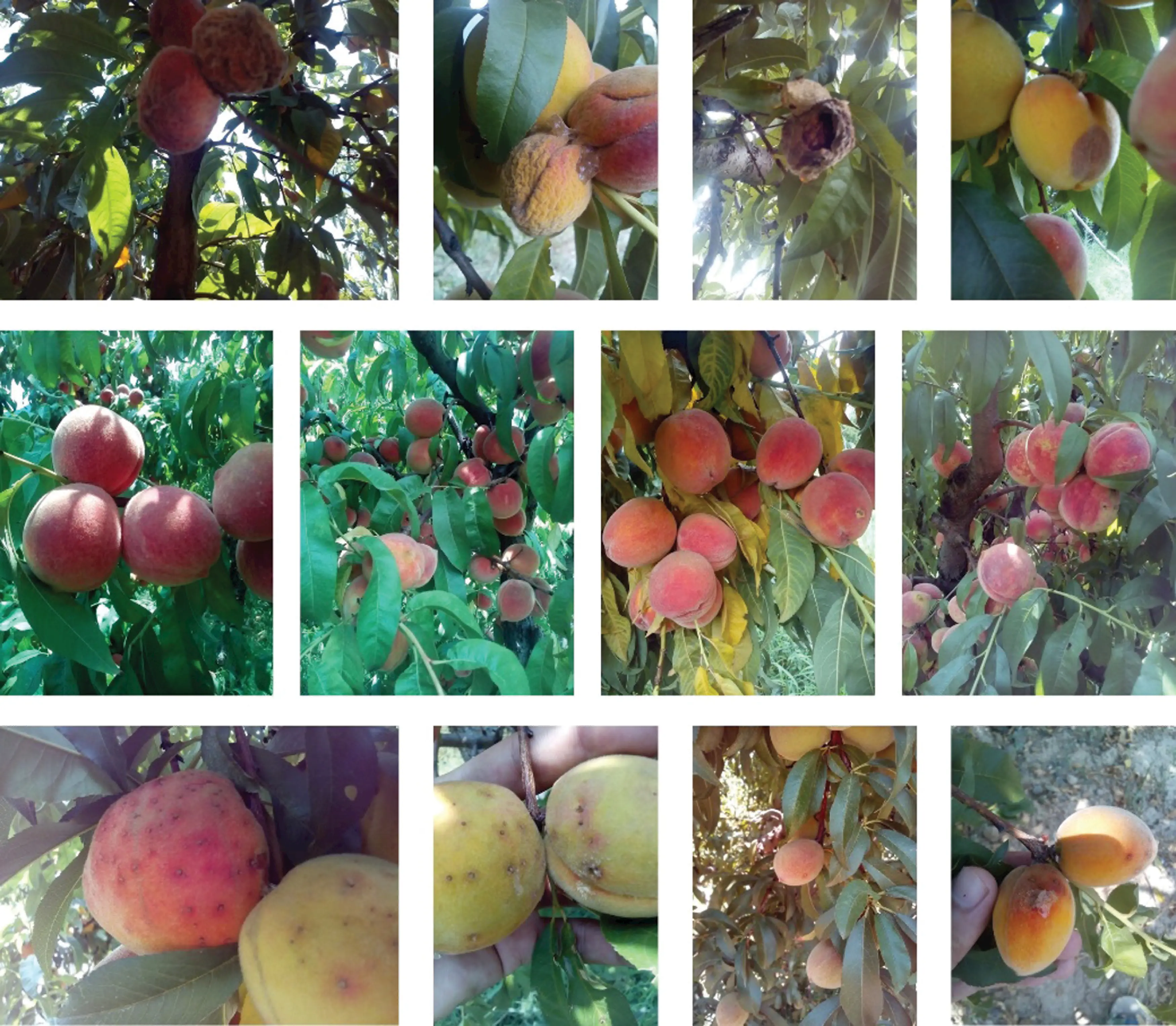 EfficientNet-Based Robust Recognition of Peach Plant Diseases in Field ...