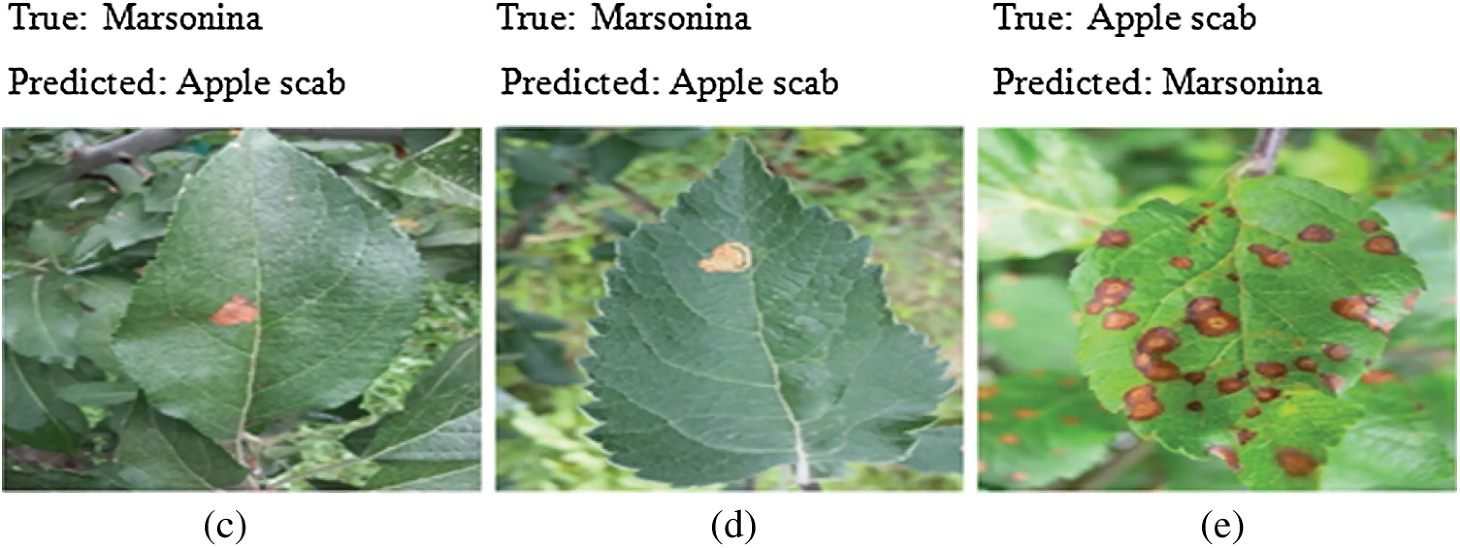 Deep Learning Based Automated Detection of Diseases from Apple Leaf Images