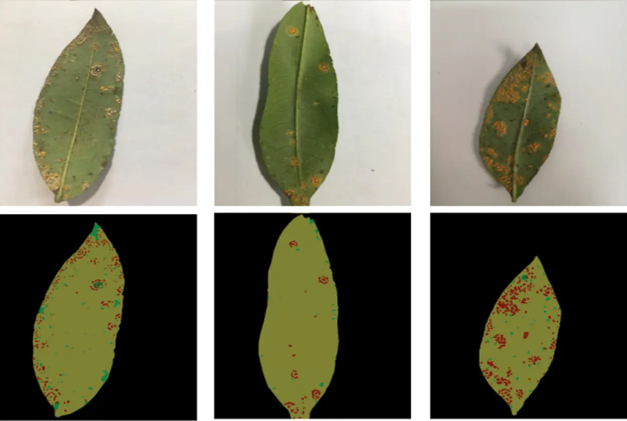Multi-Scale Image Segmentation Model for Fine-Grained Recognition of Zanthoxylum Rust