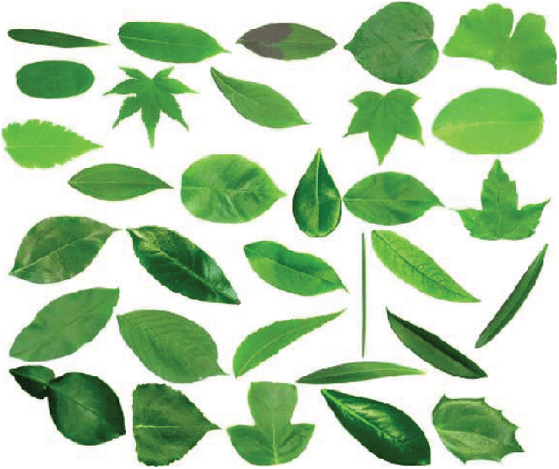 SVM and KNN Based CNN Architectures for Plant Classification