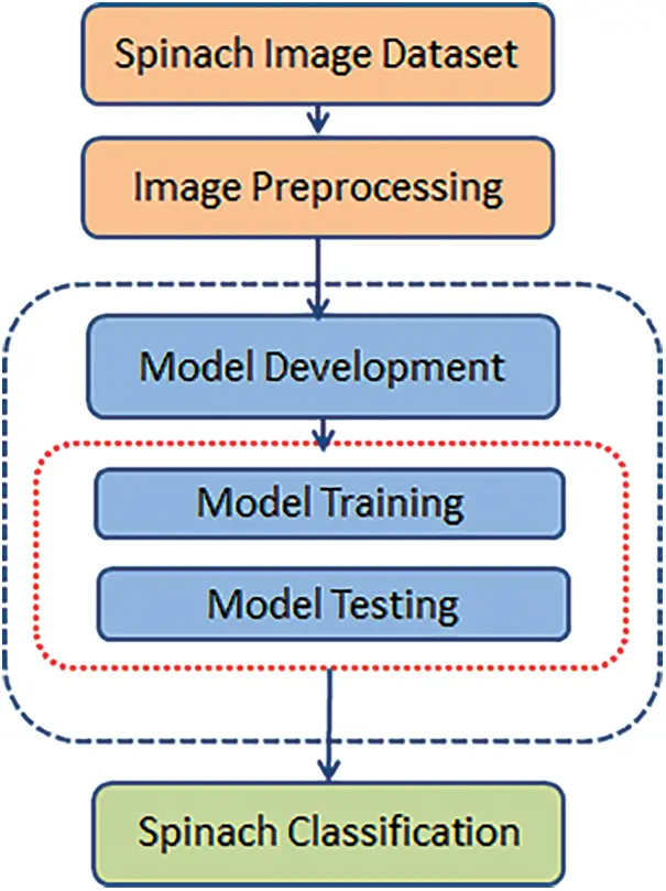 A Novel Convolutional Neural Networks Based Spinach Classification and Recognition System