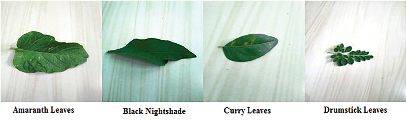A Novel Convolutional Neural Networks Based Spinach Classification and Recognition System