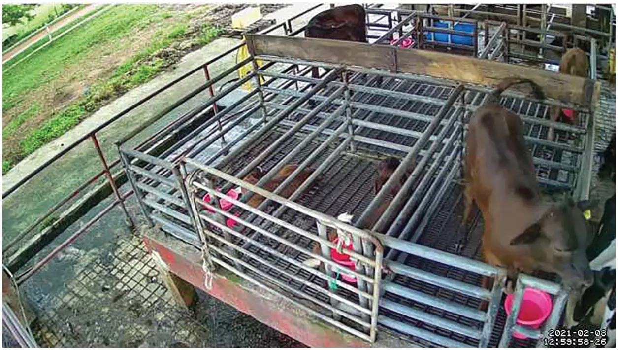 CMC | Free Full-Text | Calf Posture Recognition Using Convolutional ...