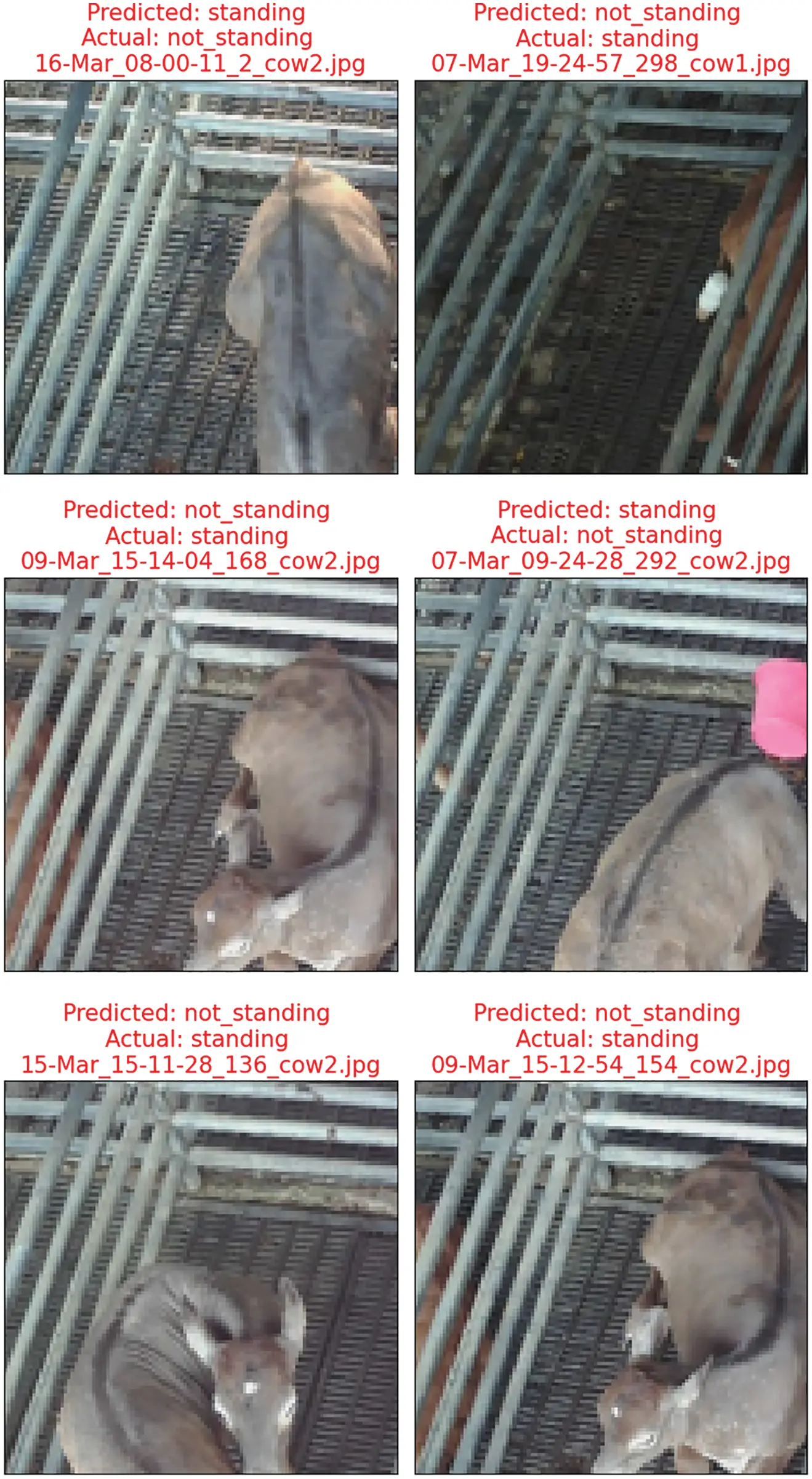 CMC | Free Full-Text | Calf Posture Recognition Using Convolutional ...