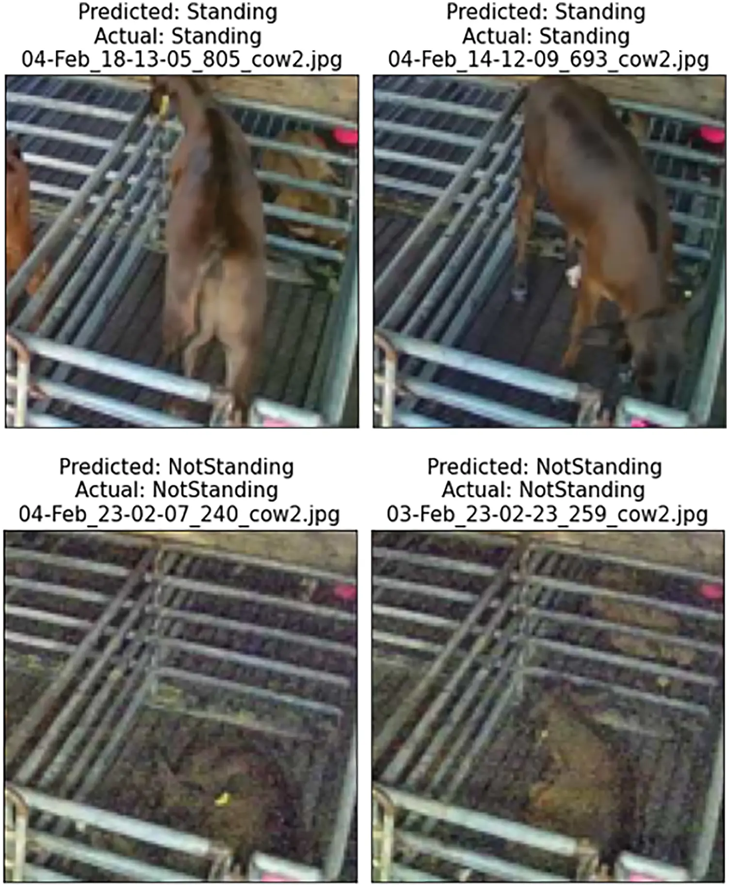 CMC | Free Full-Text | Calf Posture Recognition Using Convolutional ...