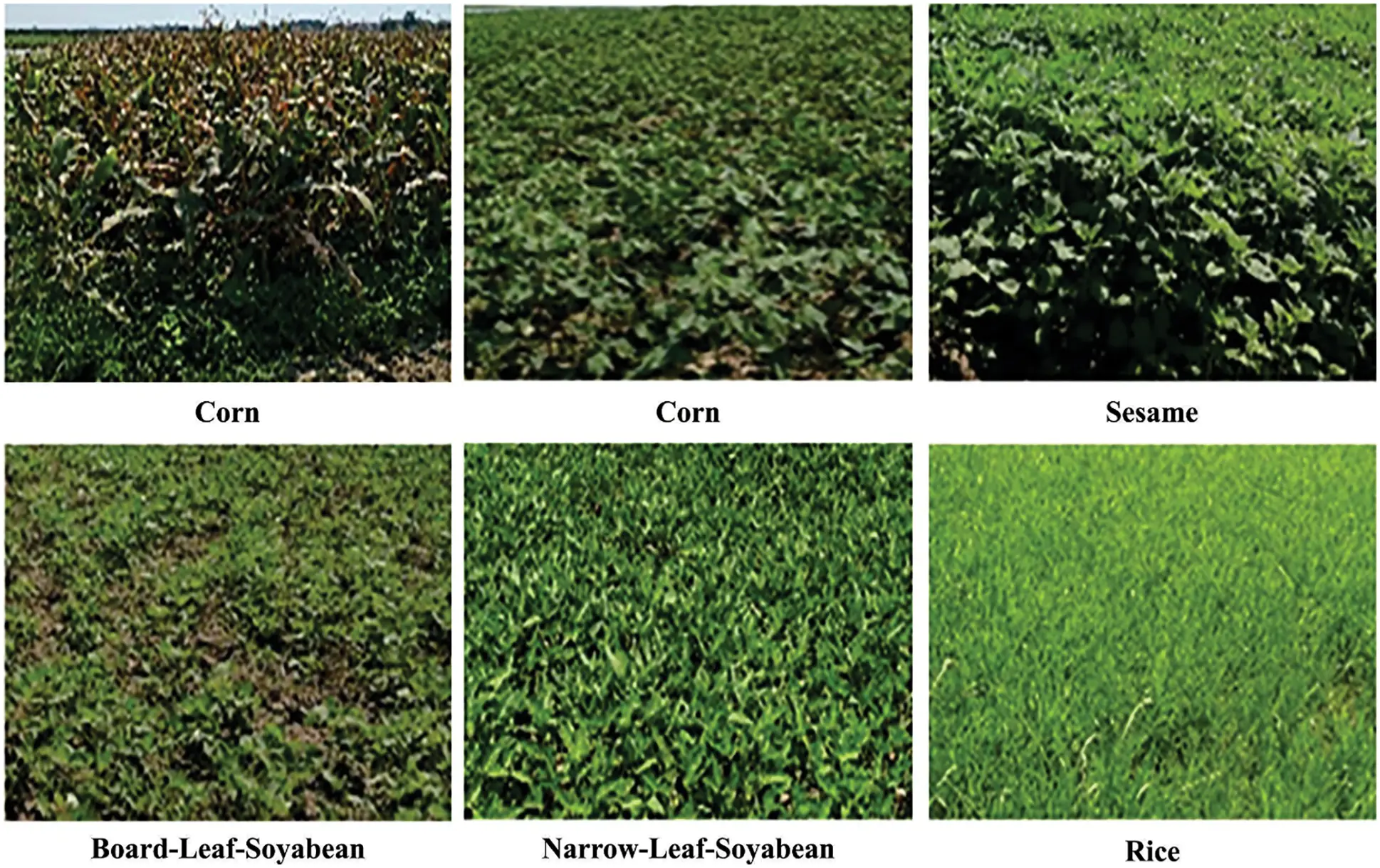 CMC | Free Full-Text | Automated Deep Learning Driven Crop ...