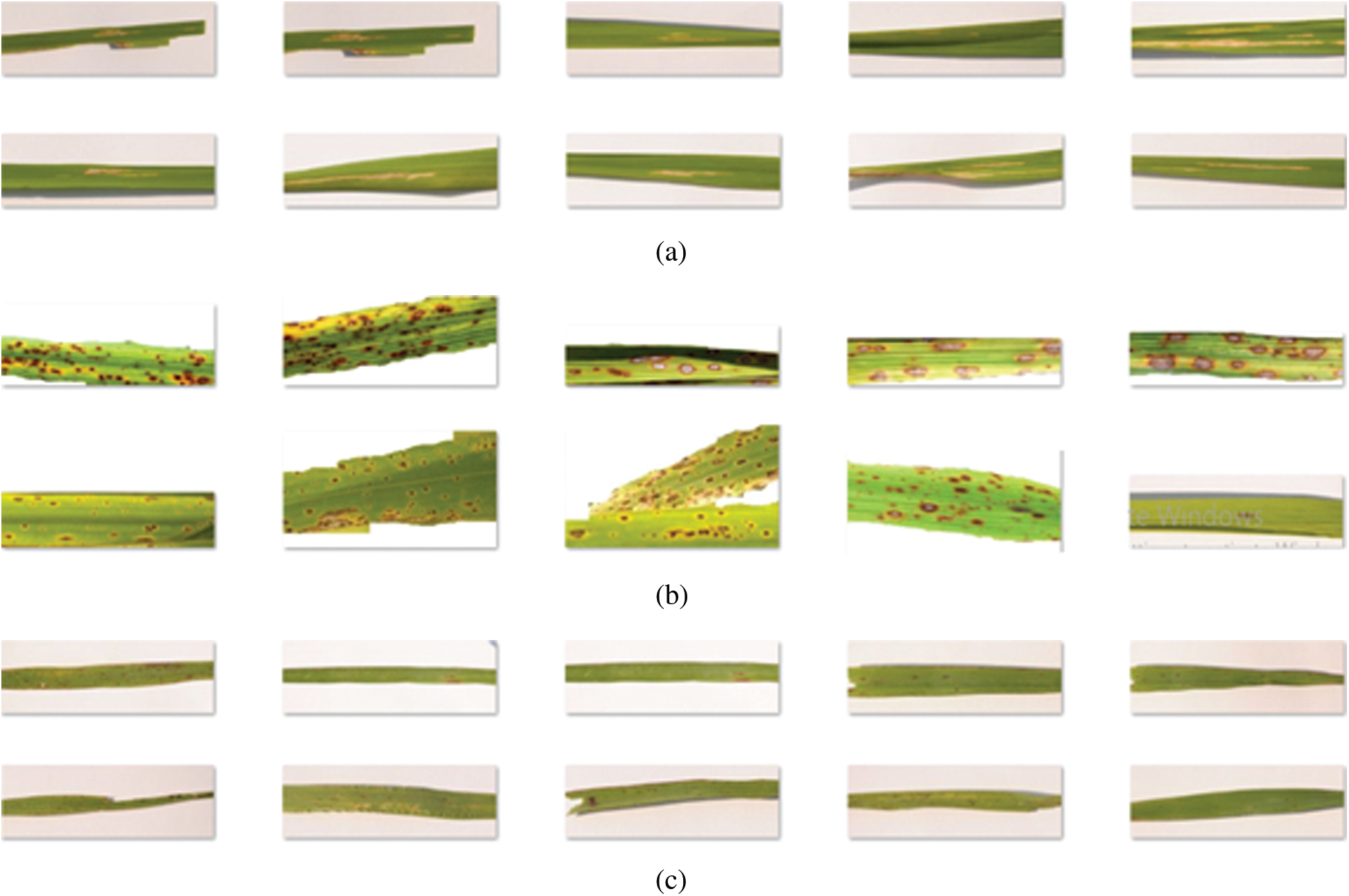 Paddy Leaf Disease Detection Using An Optimized Deep Neural Network