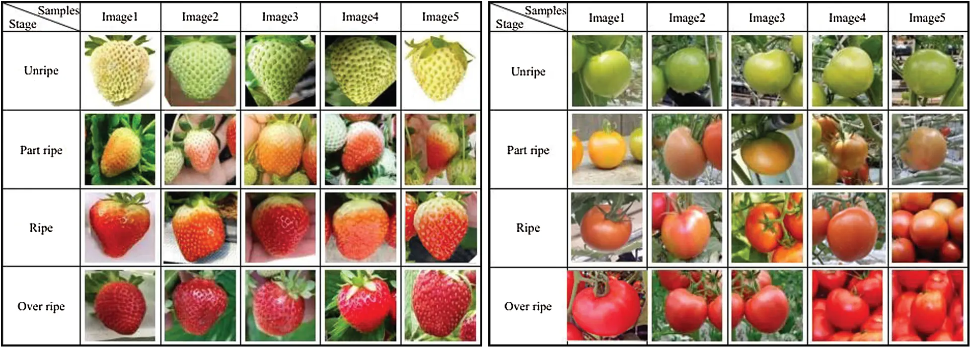 Fruit Ripeness Prediction Based on DNN Feature Induction from Sparse ...