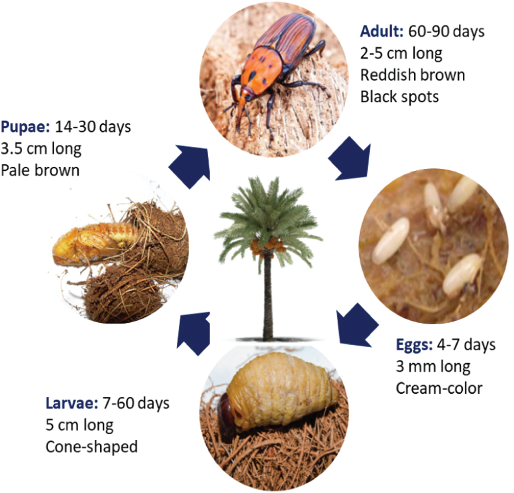 Intelligent IoT-Aided Early Sound Detection of Red Palm Weevils