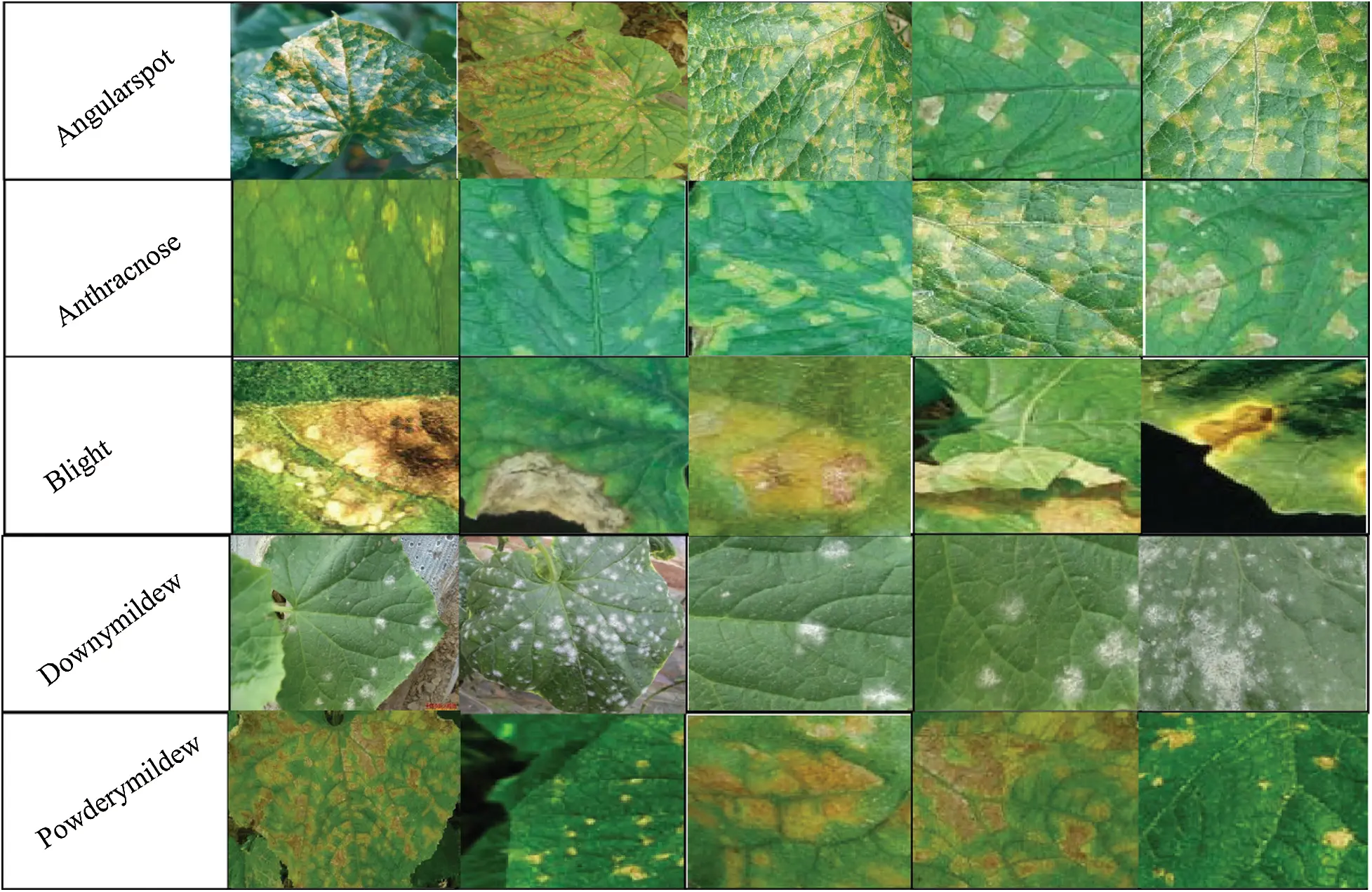 Multiclass Cucumber Leaf Diseases Recognition Using Best Feature Selection