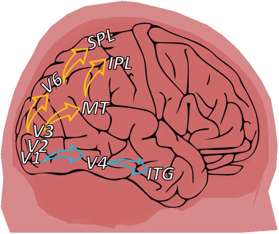 Dorsal-Ventral Visual Pathways and Object Characteristics: Beamformer ...