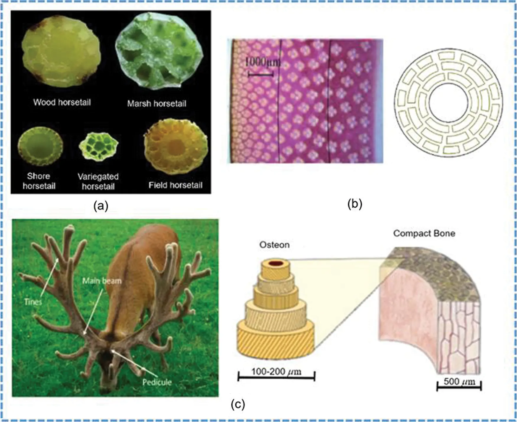 Crashworthiness Design and Multi-Objective Optimization for Bio-Inspired Hierarchical Thin ...