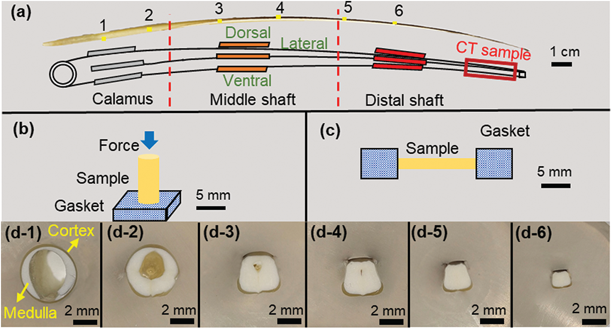 Micro Hierarchical Structure and Mechanical Property of Sparrow Hawk ...
