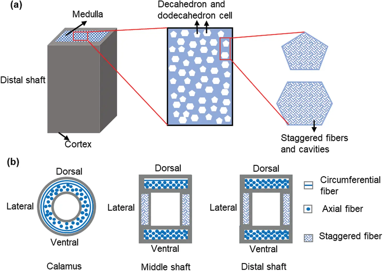 Micro Hierarchical Structure and Mechanical Property of Sparrow Hawk ...