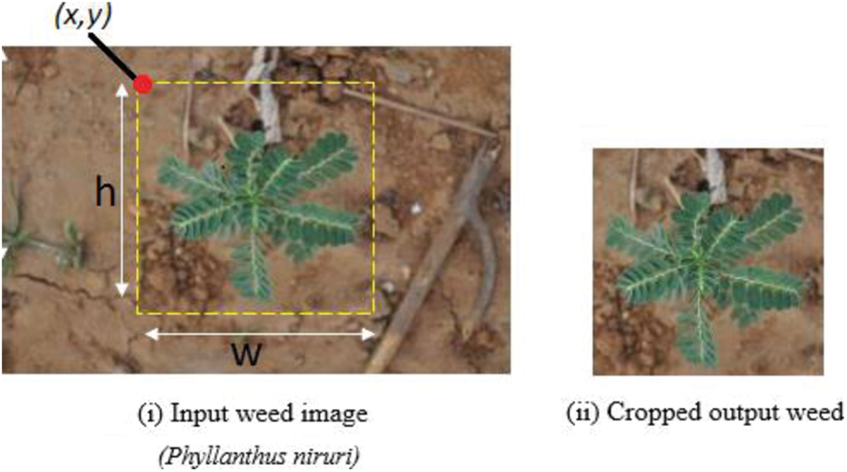 Weed Classification Using Particle Swarm Optimization and Deep Learning Models