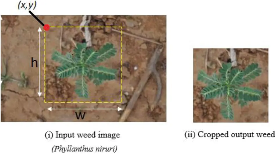 Weed Classification Using Particle Swarm Optimization and Deep Learning Models