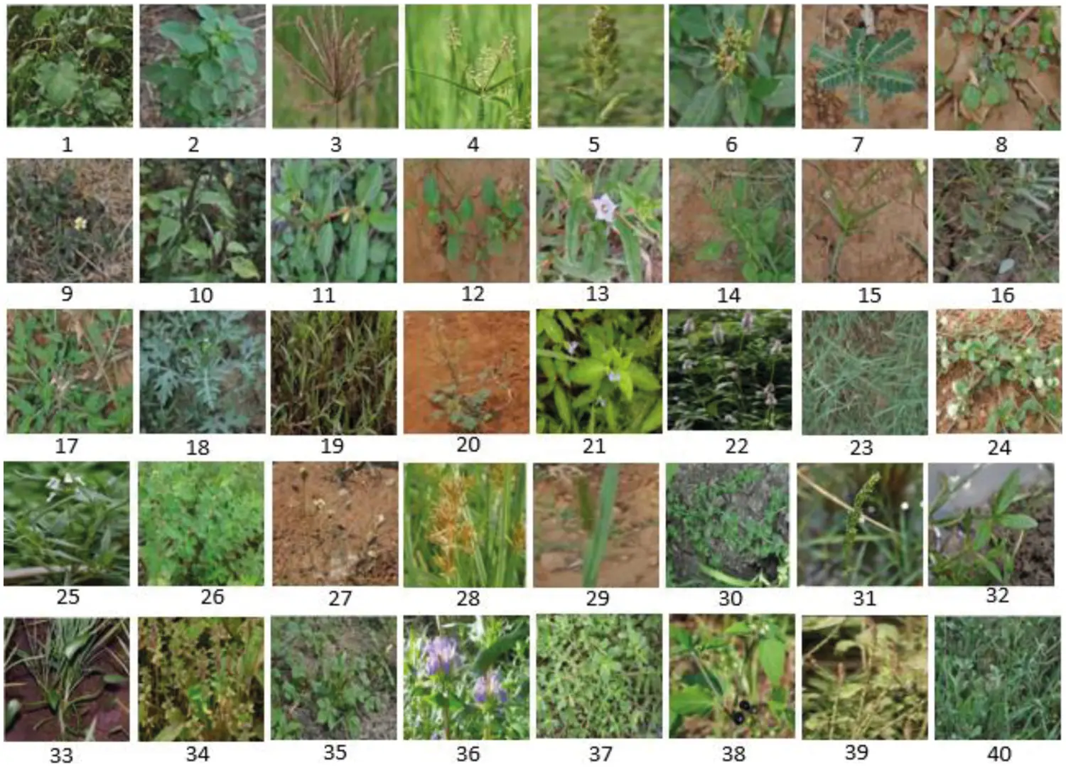 Weed Classification Using Particle Swarm Optimization and Deep Learning Models