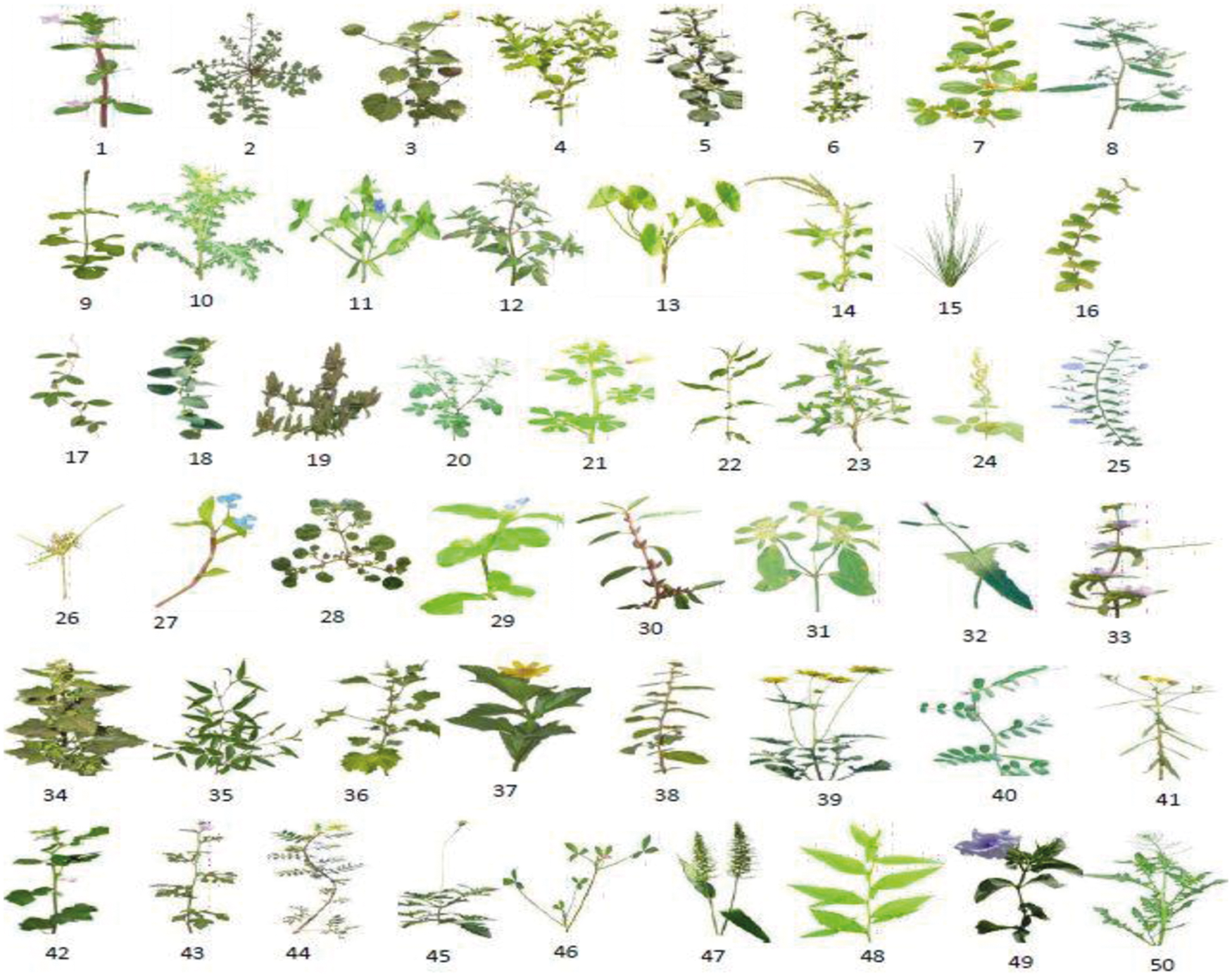 Weed Classification Using Particle Swarm Optimization and Deep Learning ...