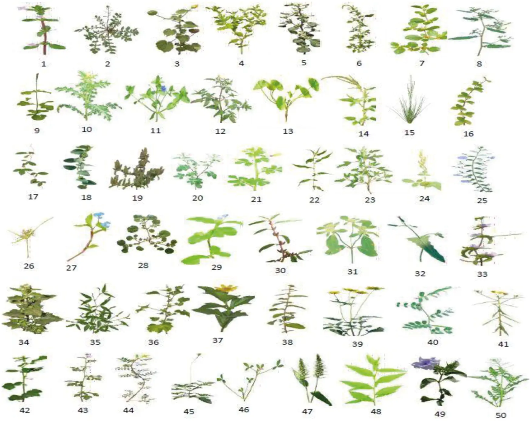 Weed Classification Using Particle Swarm Optimization and Deep Learning Models