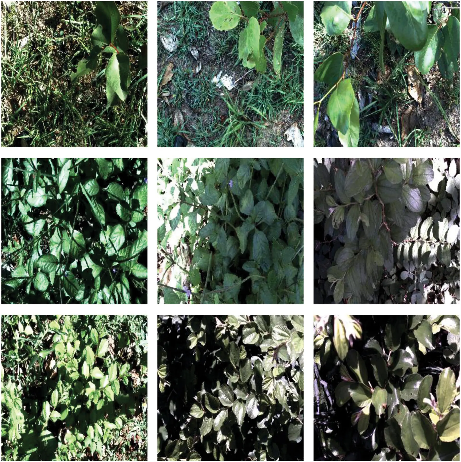 Computer Vision and Deep Learning-enabled Weed Detection Model for ...