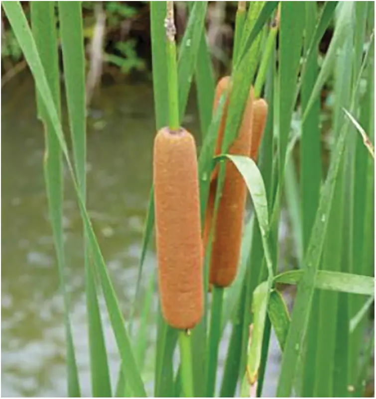 Effects of Chemical Treatment on the Physical Properties of Typha