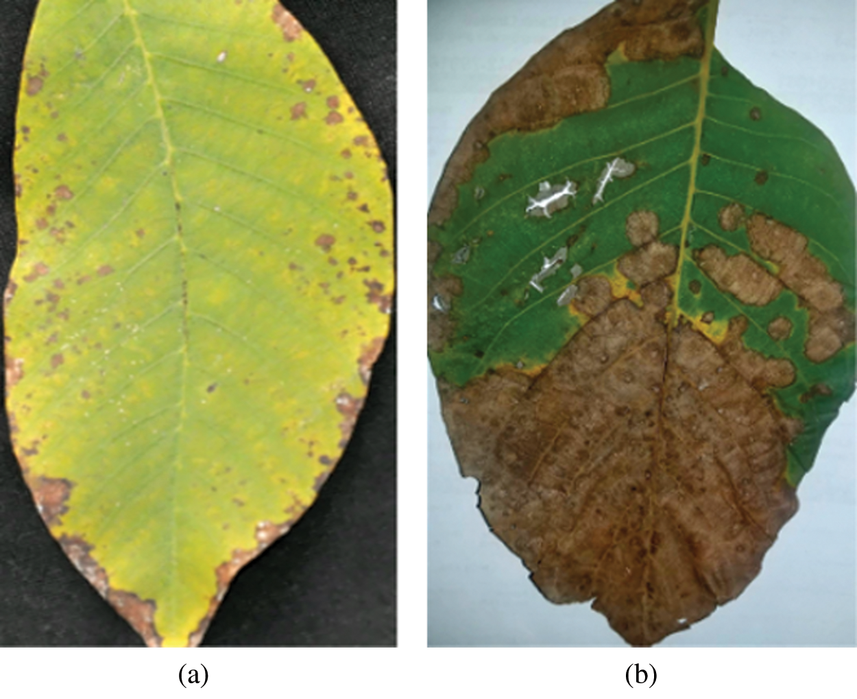 Machine Learning-based Detection and Classification of Walnut Fungi ...