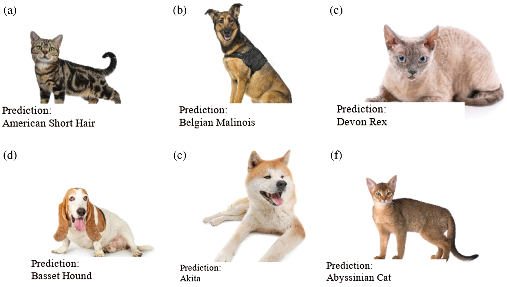 Predicting the Breed of Dogs and Cats with Fine-Tuned Keras Applications