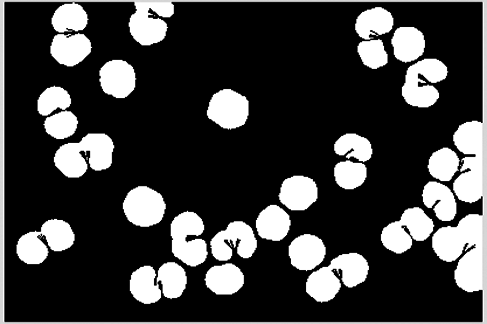 A Morphological Image Segmentation Algorithm for Circular Overlapping Cells