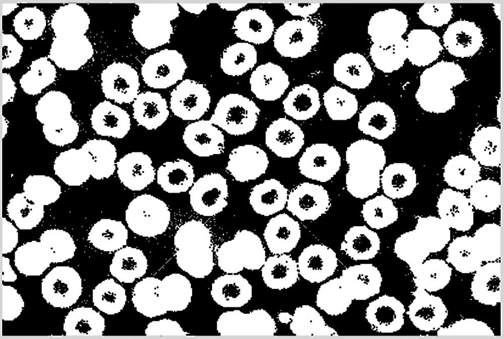 A Morphological Image Segmentation Algorithm for Circular Overlapping Cells