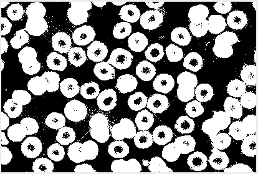 A Morphological Image Segmentation Algorithm for Circular Overlapping Cells