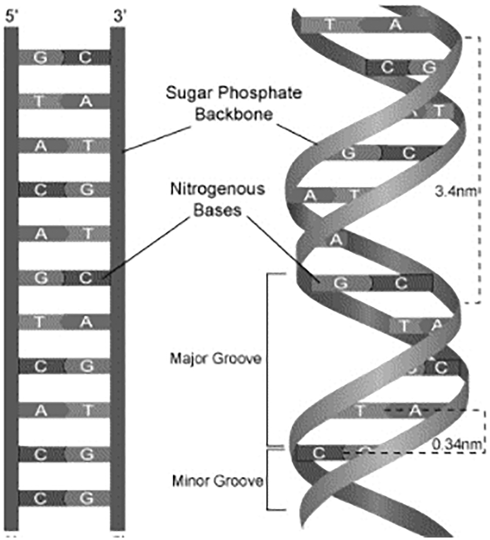 Stream Cipher Based on Game Theory and DNA Coding