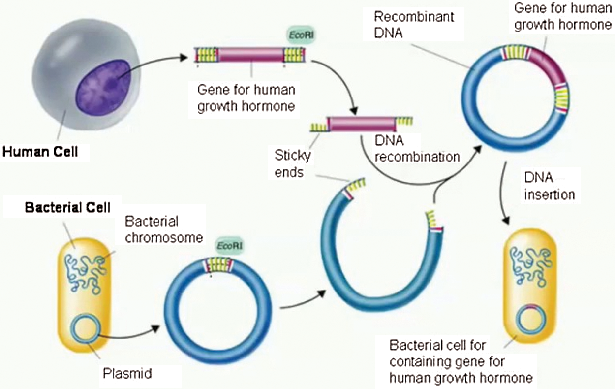 Another View of Weakly Open Sets Via DNA Recombination