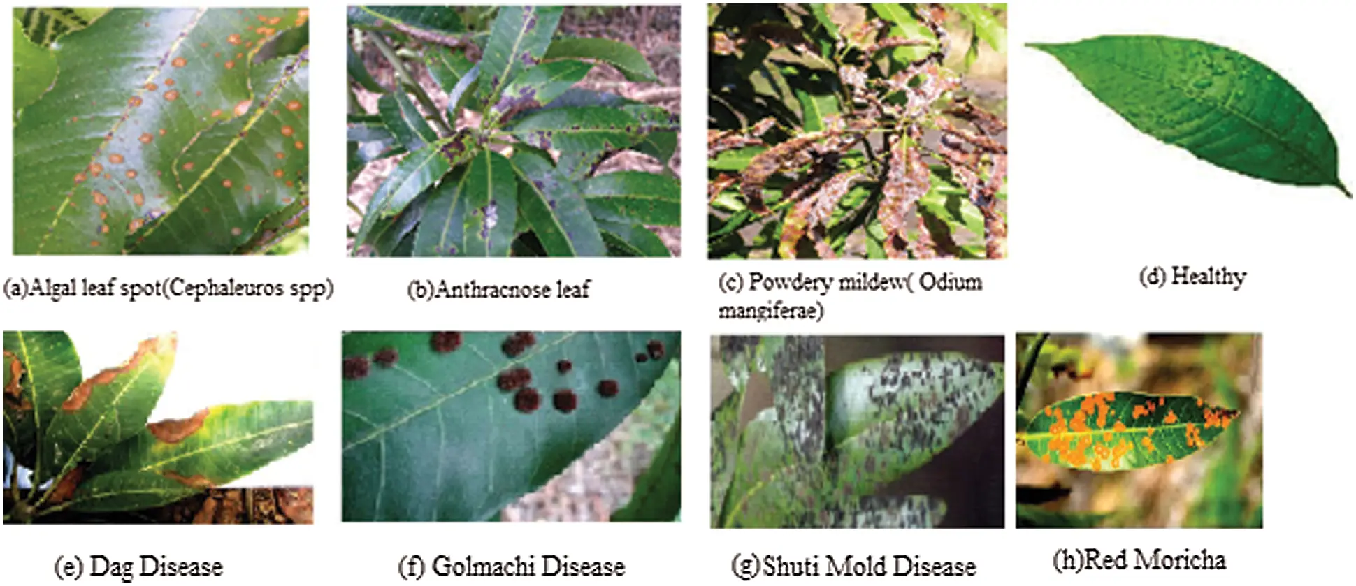 Mango Leaf Stress Identification Using Deep Neural Network