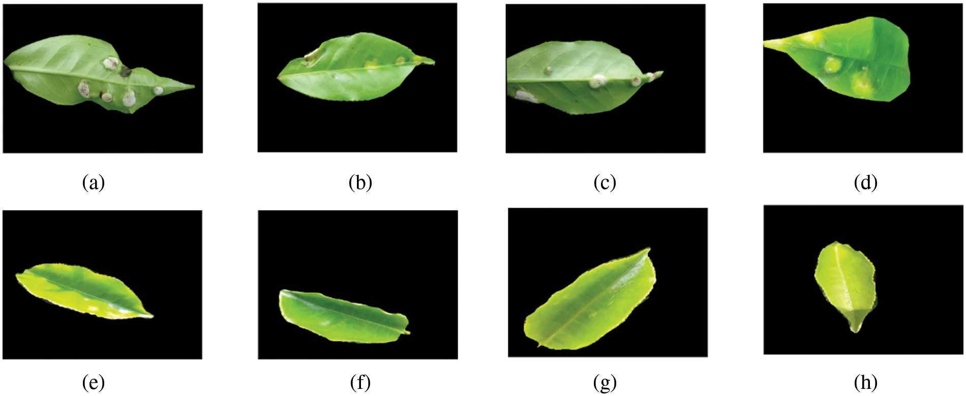 Enhanced Disease Identification Model for Tea Plant Using Deep Learning