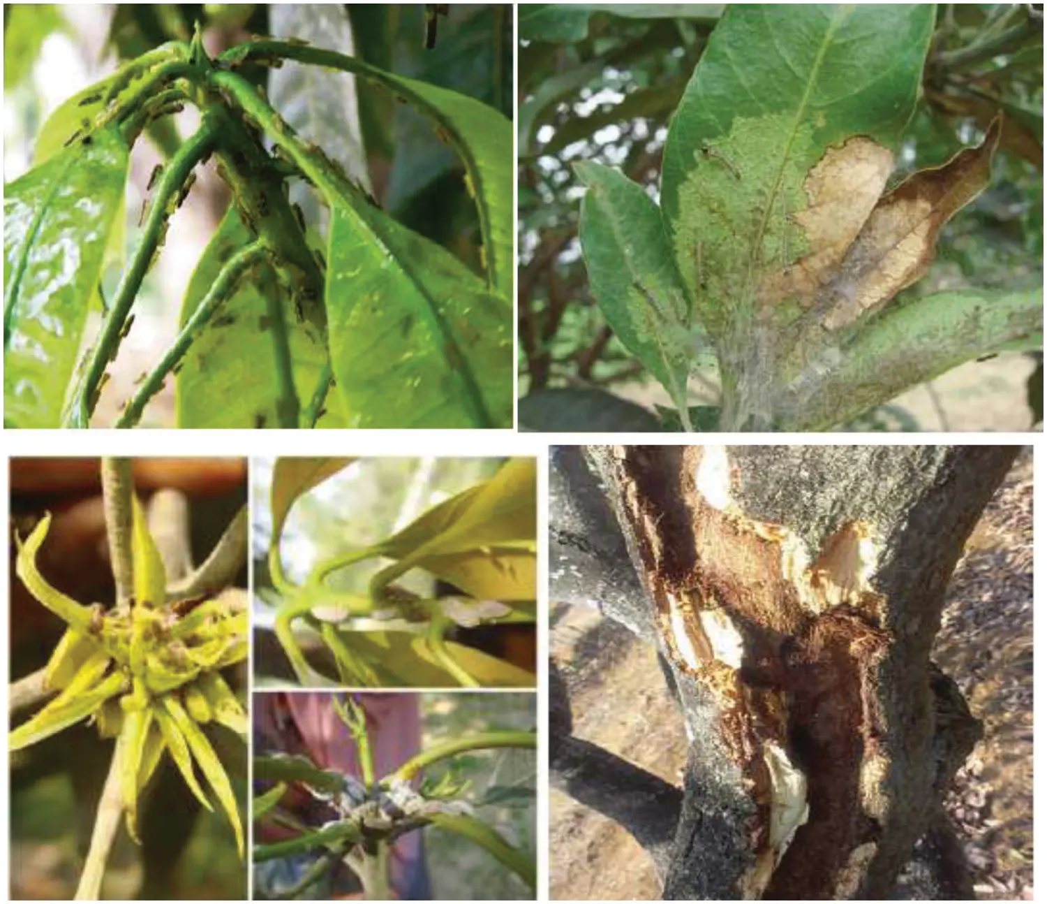 IASC | Free Full-Text | Mango Pest Detection Using Entropy-ELM with Whale Optimization Algorithm