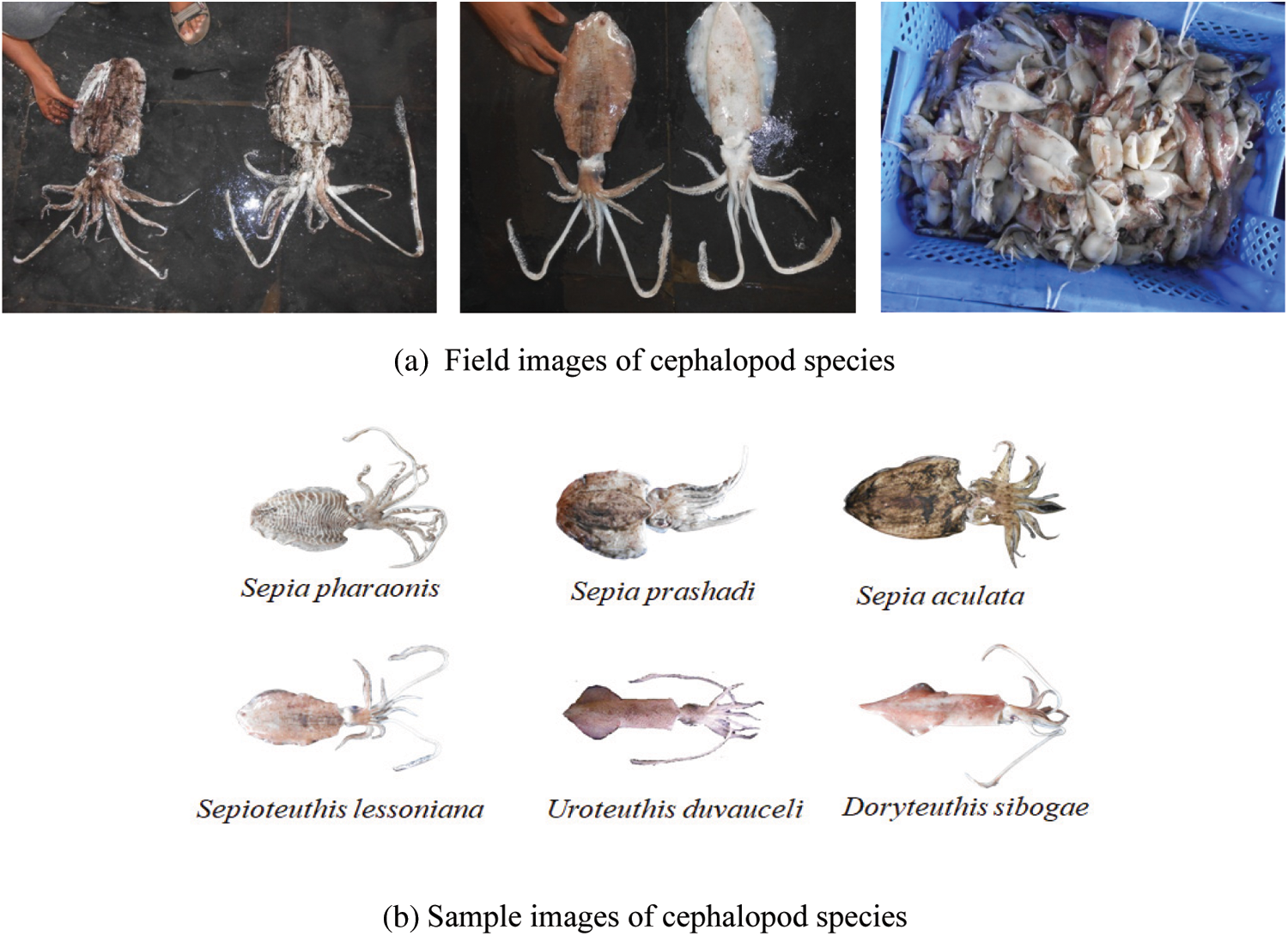 IASC | Free Full-Text | Cephalopods Classification Using Fine Tuned ...