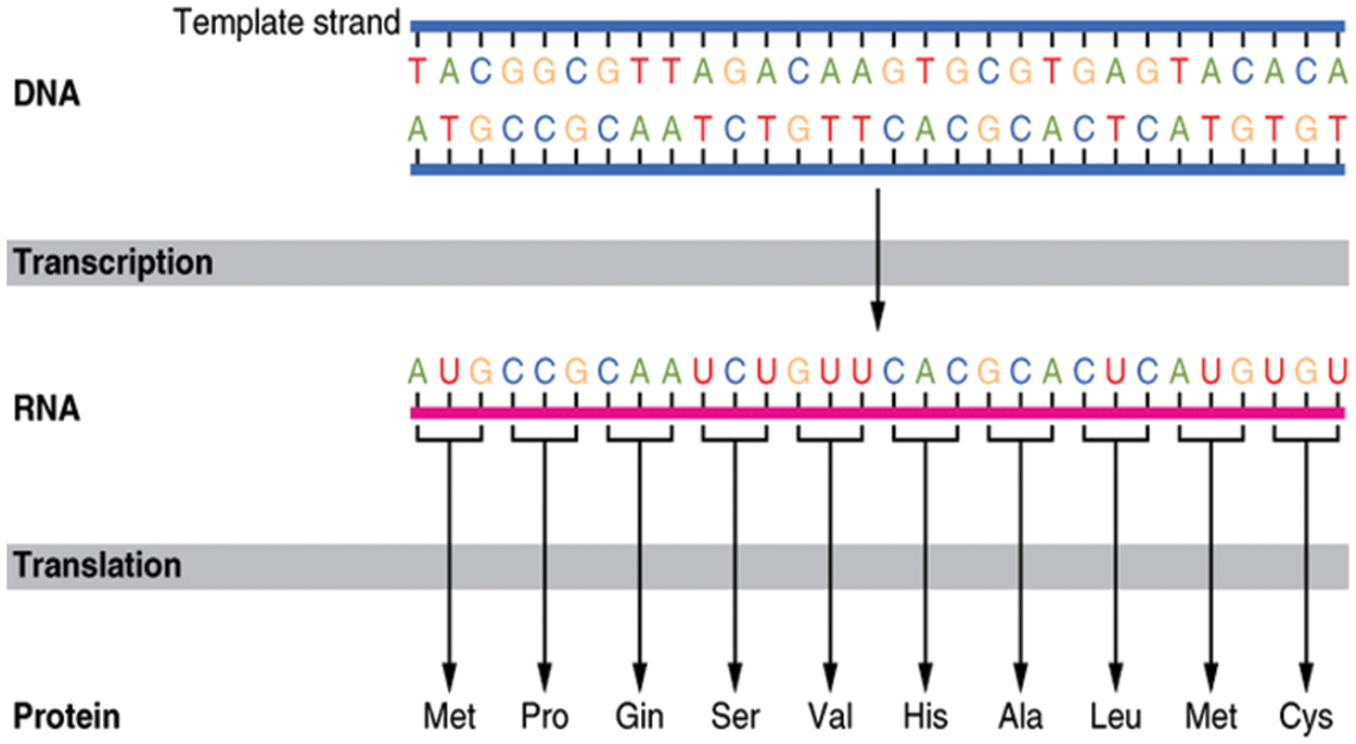 Deep Learning Model to Detect Diabetes Mellitus Based on DNA Sequence
