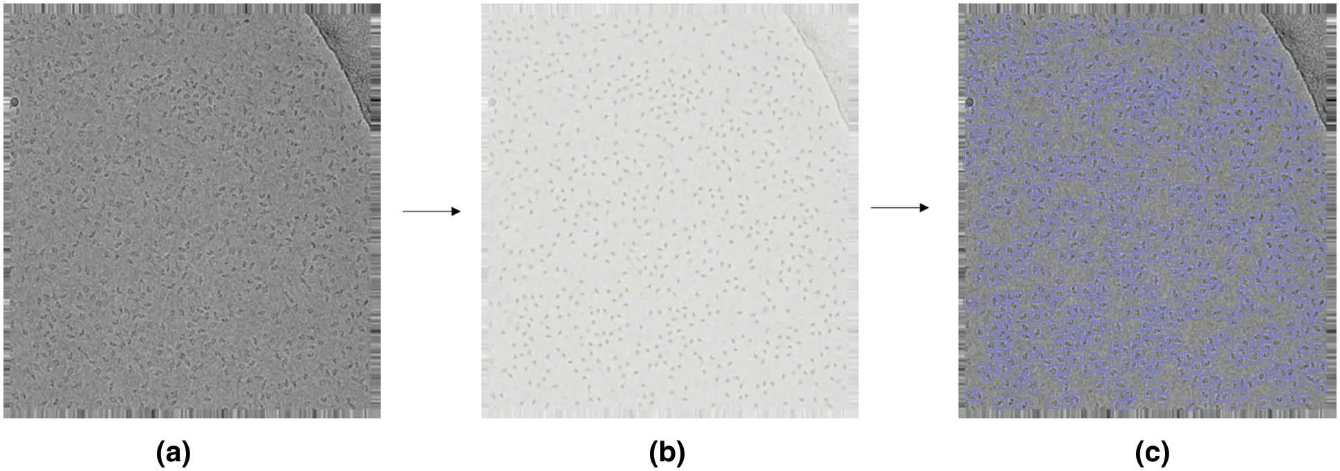 CenterPicker: An Automated Cryo-EM Single-Particle Picking Method Based ...