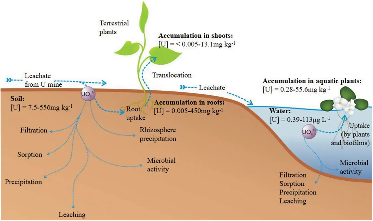 Phytoremediation of Rare Tailings-Contaminated Soil