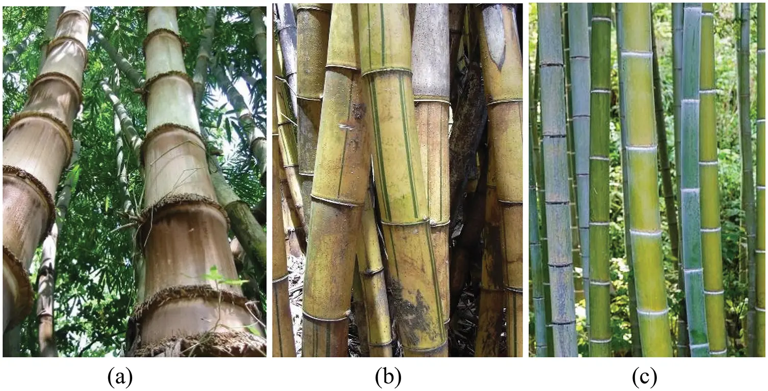 A Review on the Mechanical Behaviour of Bamboo Reinforced Concrete Beams