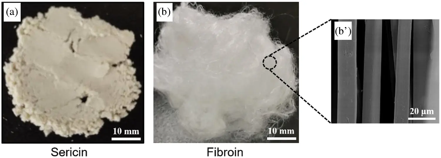 A Novel Method for the Quantitative Detection of Sericin Content in ...