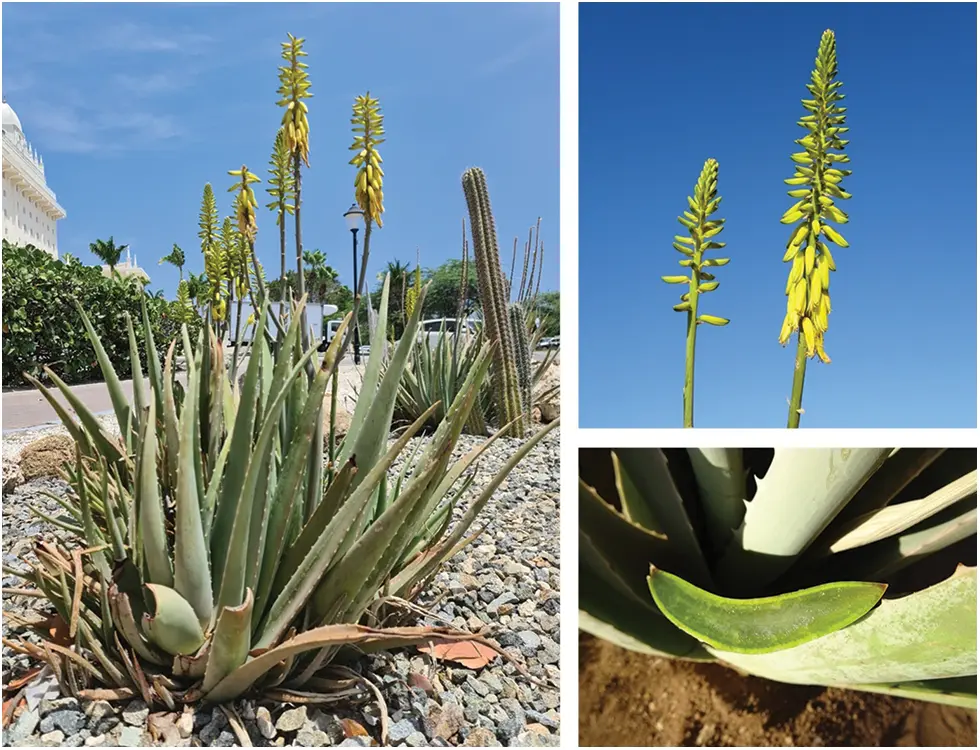 JRM | Free Full-Text | Valorization of Aloe barbadensis Miller. ( Aloe ...