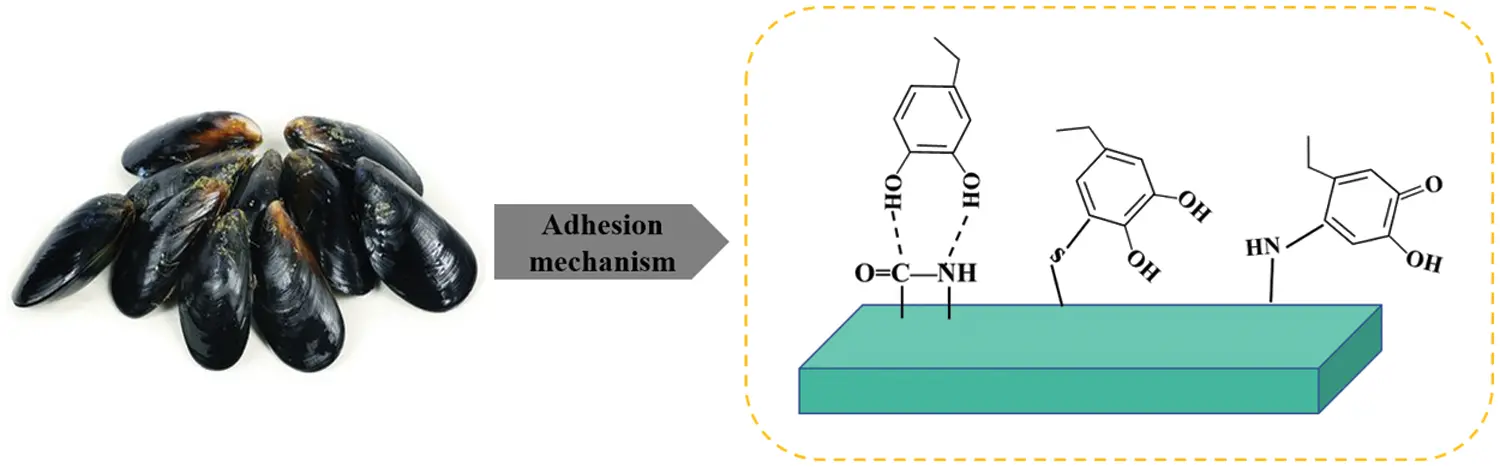 Research Progress of Soybean Protein Adhesive: A Review