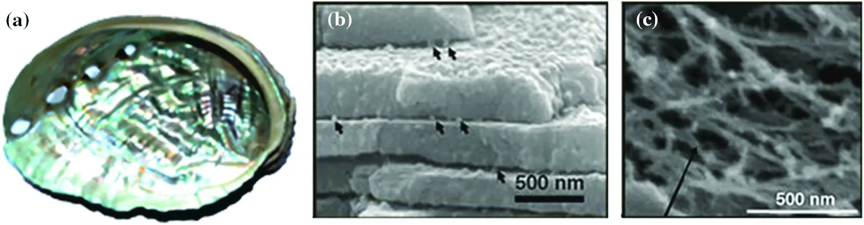 A Soy Protein-Based Composite Film with a Hierarchical Structure ...