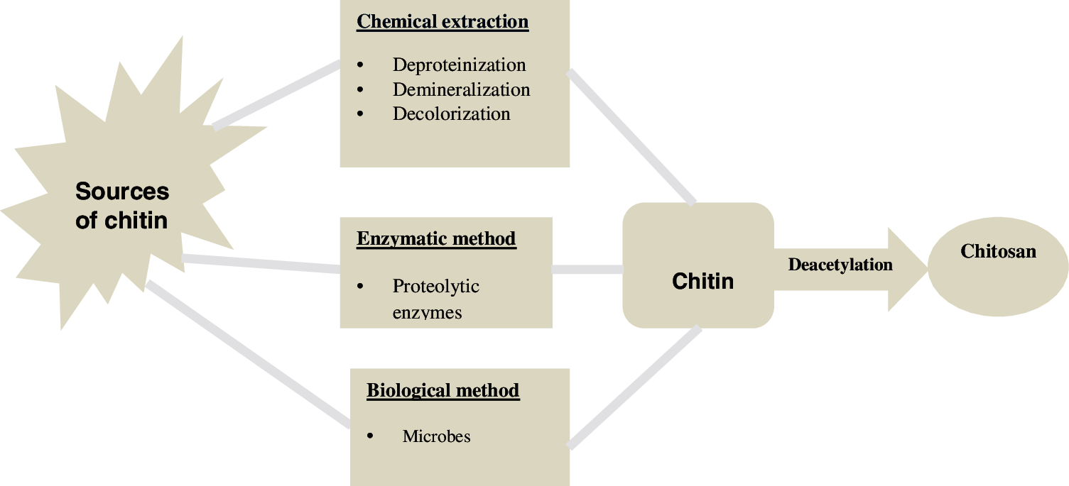 A Review of Various Sources of Chitin and Chitosan in Nature