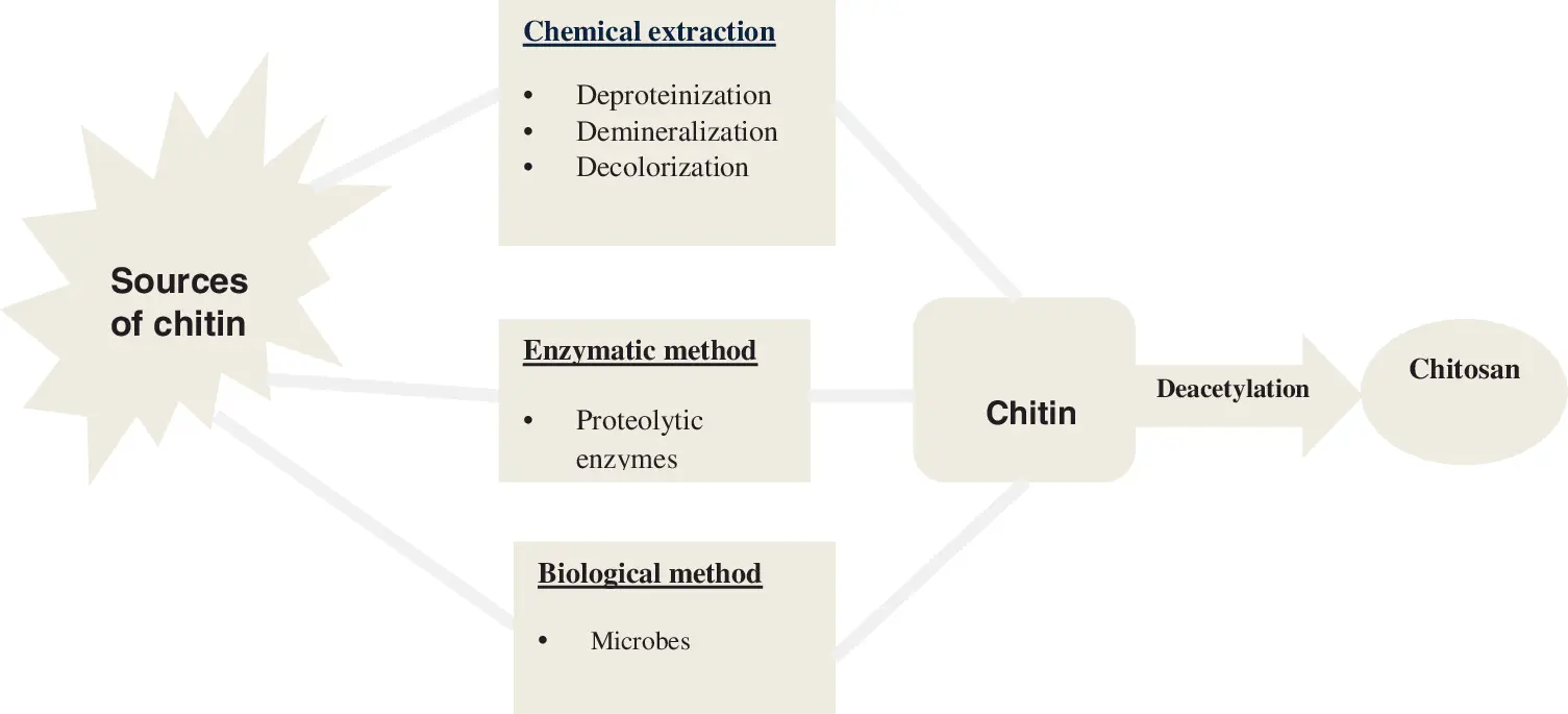 A Review of Various Sources of Chitin and Chitosan in Nature