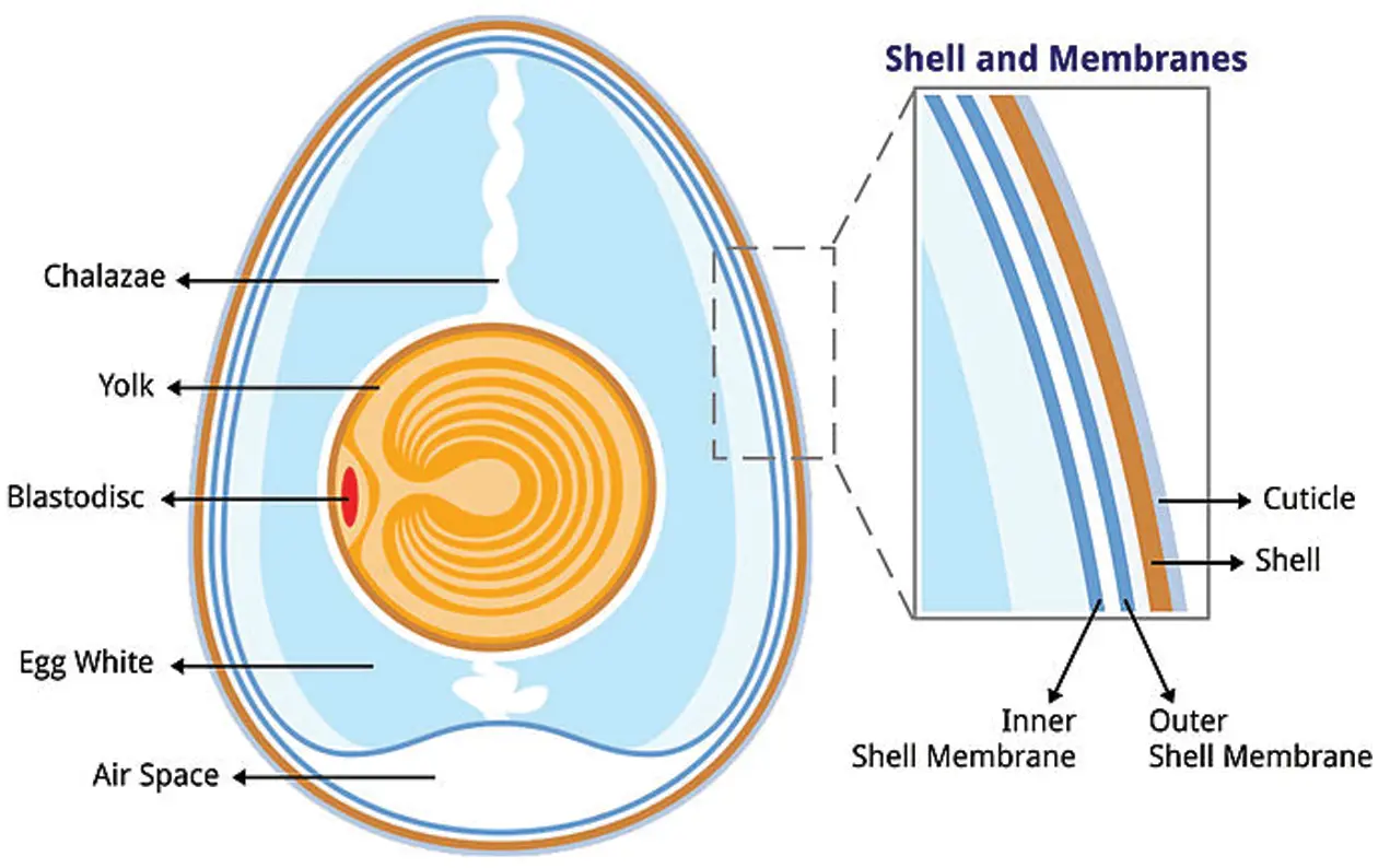 Pathways for Sustainable Utilization of Waste Chicken Eggshell