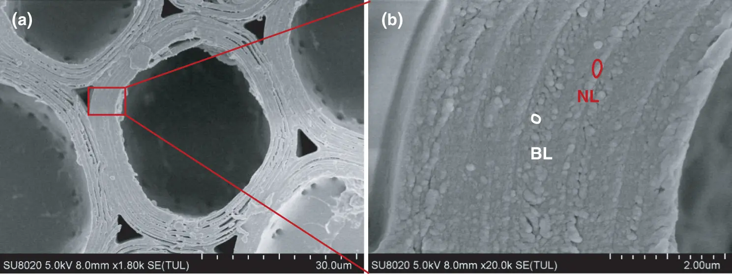 The Arrangement and Size of Cellulose Microfibril Aggregates in the ...