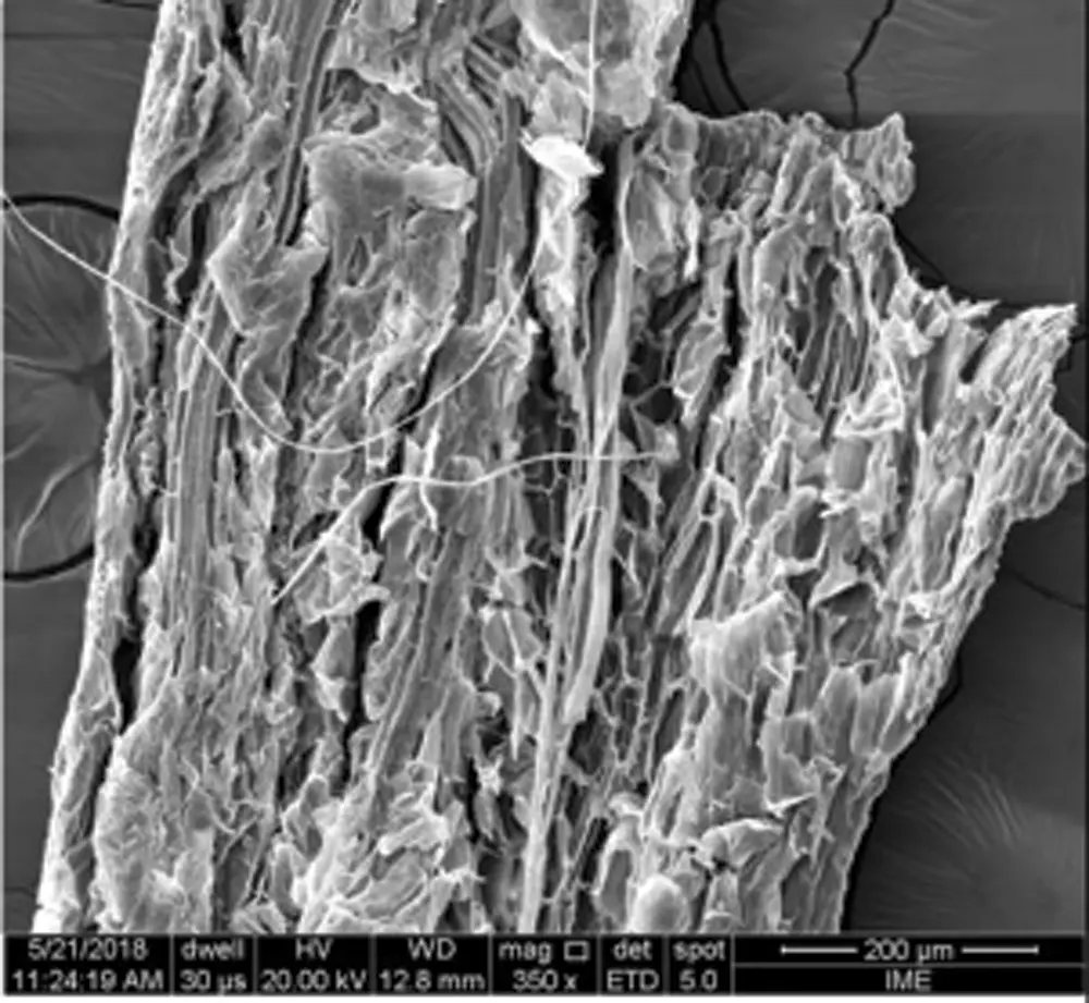 Environmental and Durability Perspective of the Use of Curaua Fiber ...