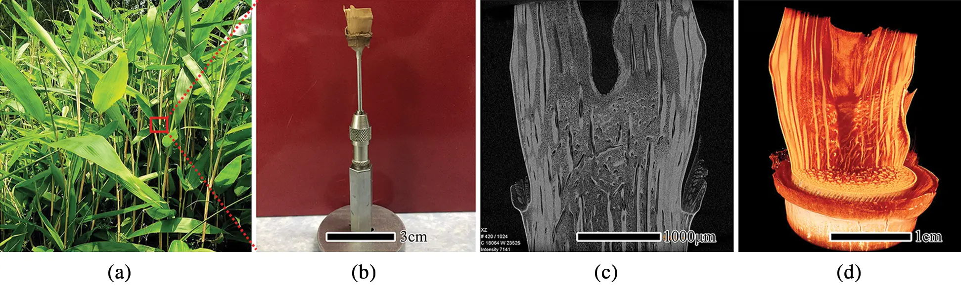 Visualizing Complex Anatomical Structure in Bamboo Nodes Based on X-ray ...